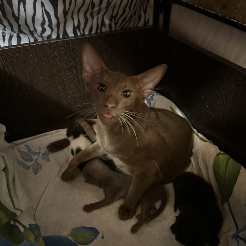 Ориентальные котята