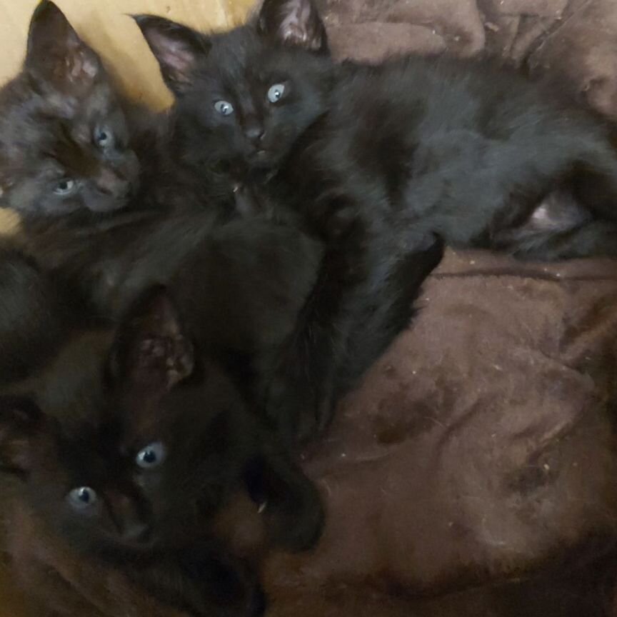 Котёнок от частного владельца