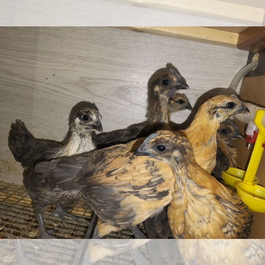 Курочки Лакеданзи