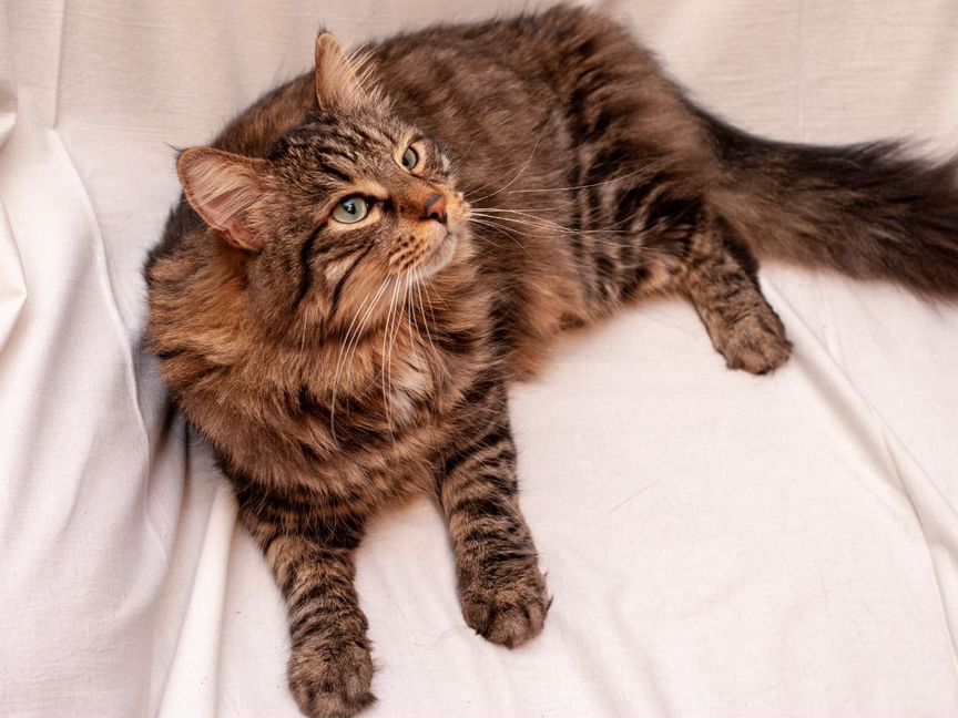 Котик ищет дом