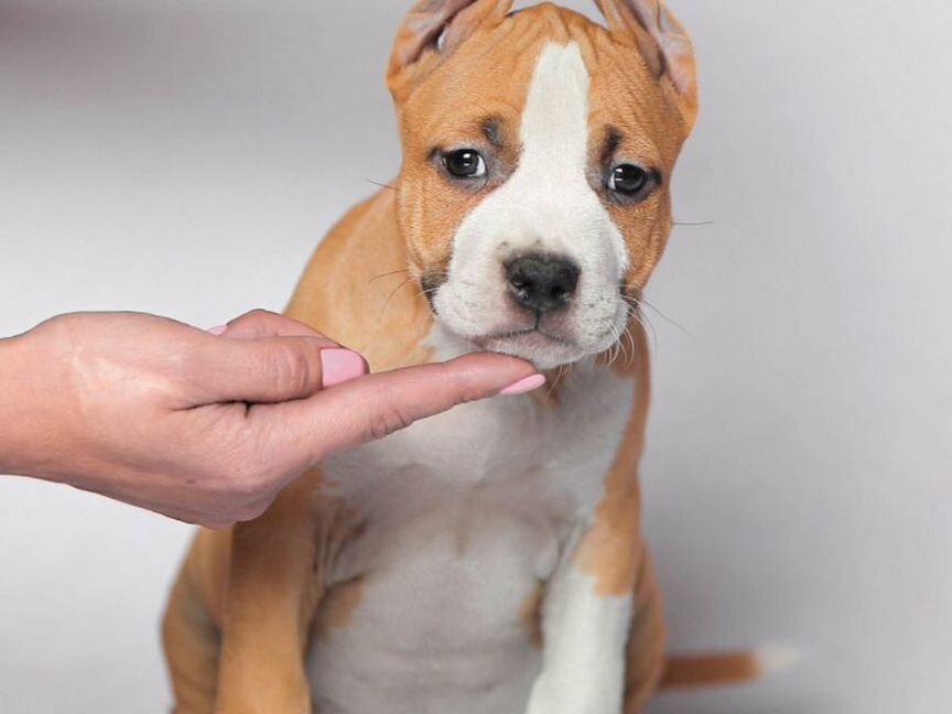 Амстафф шикарный мальчик