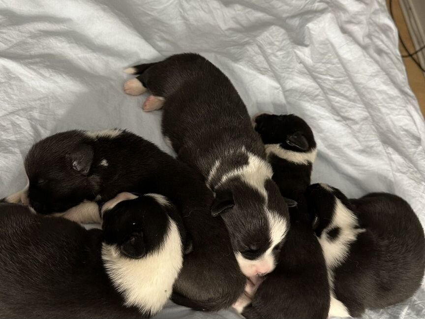 Щенки корги