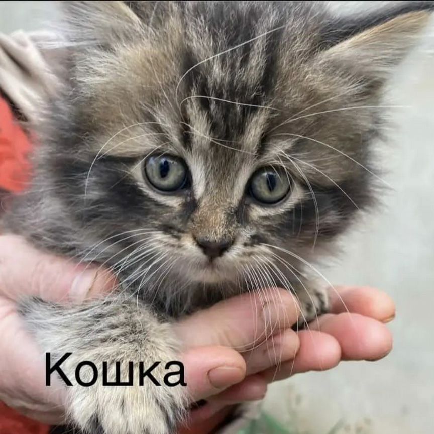 Котёнок в добрые руки