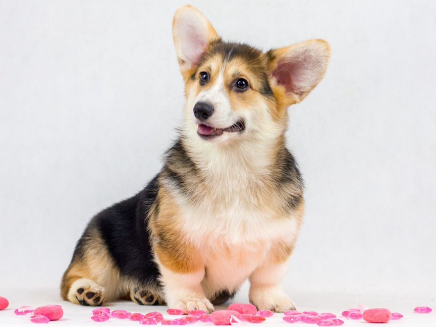 Великолепные девочки вельшкорги Пемброк