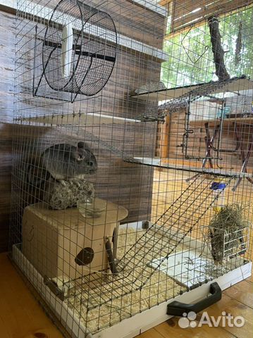 Шиншилла вместе с клеткой