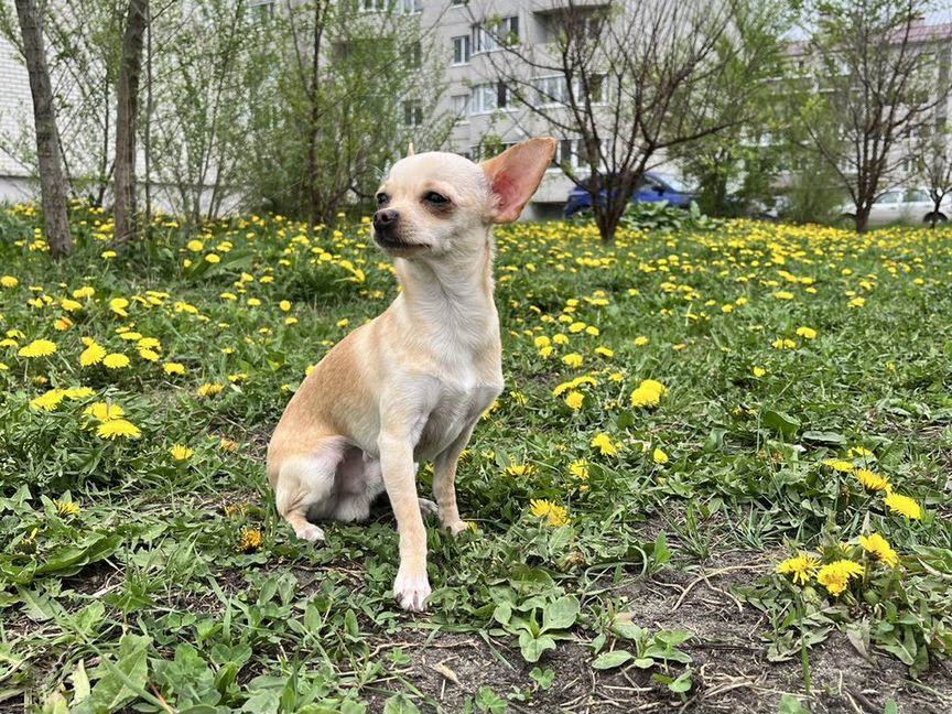 Вязка кобель чихуахуа мини