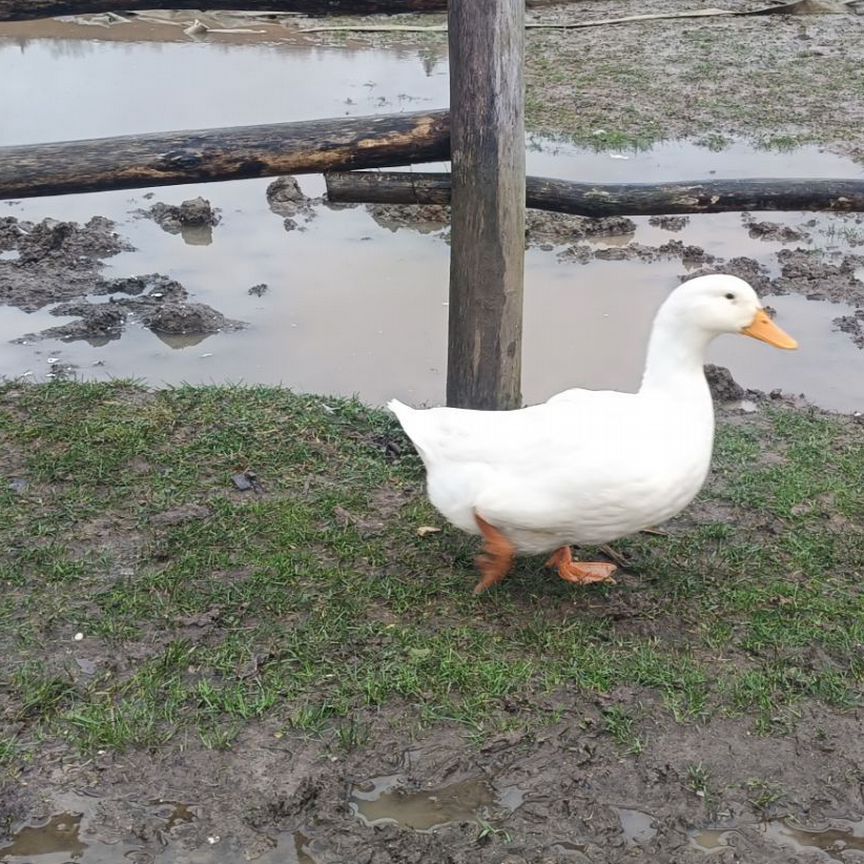 Утки домашние