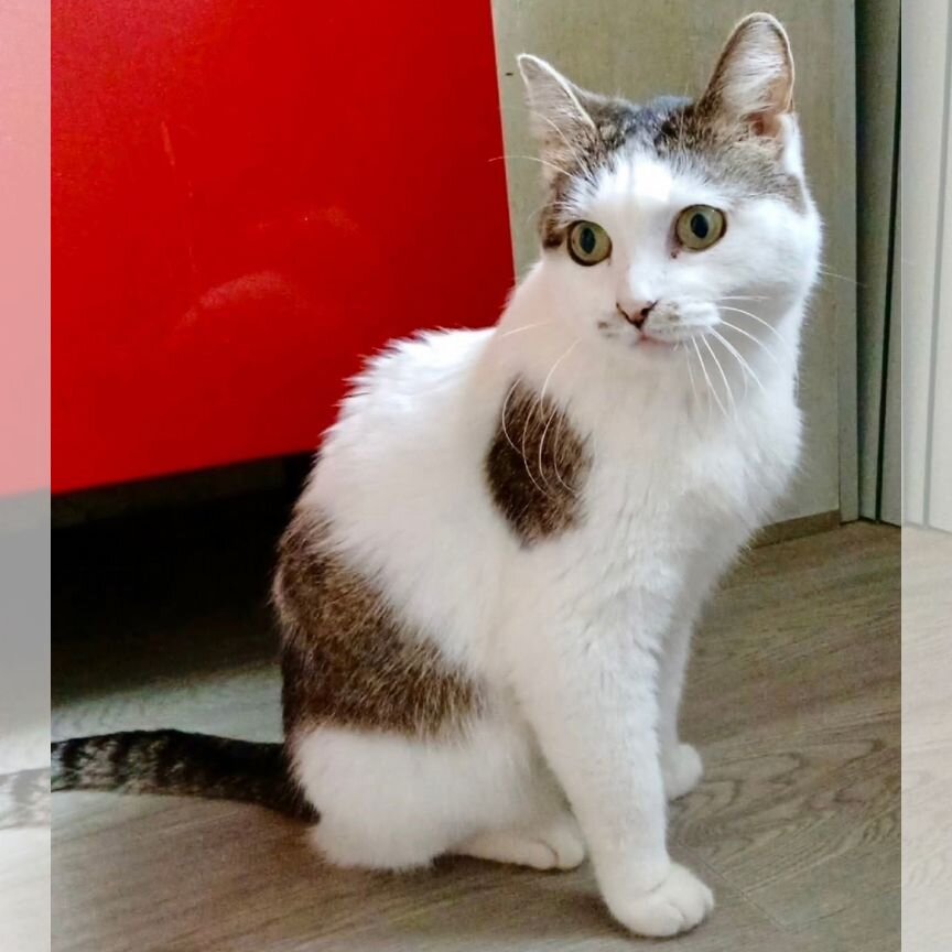 Взрослая, кошка в добрые руки