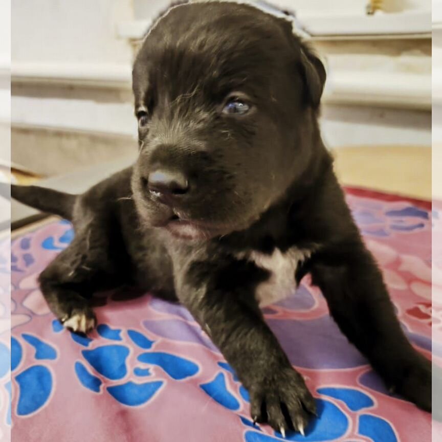 Лабрадор-ретривер, щенок