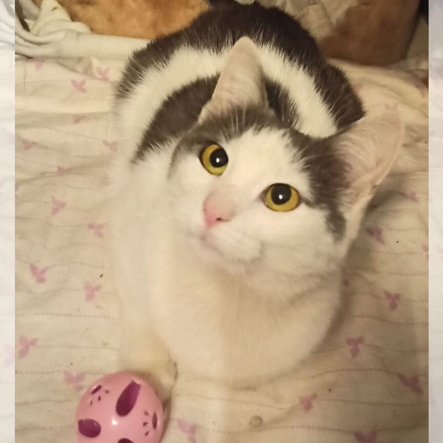 Взрослая, Девочка кошка в добрые руки