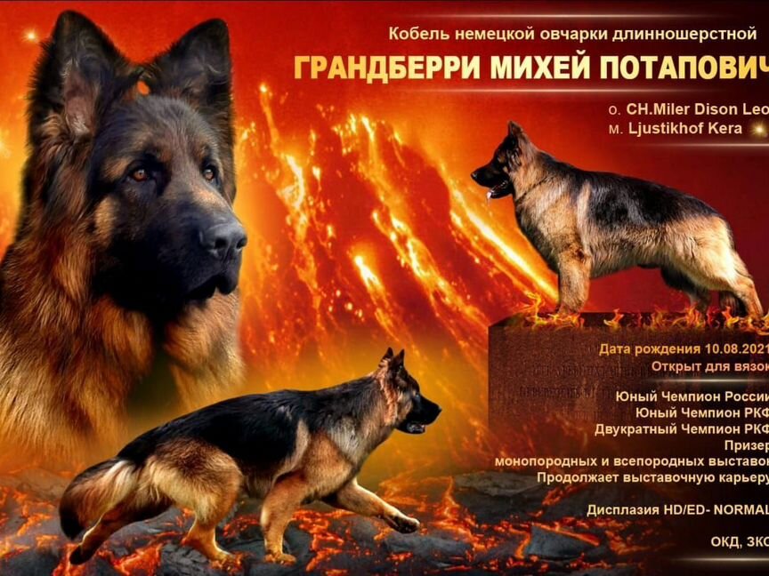 Немецкая овчарка длинношерстная