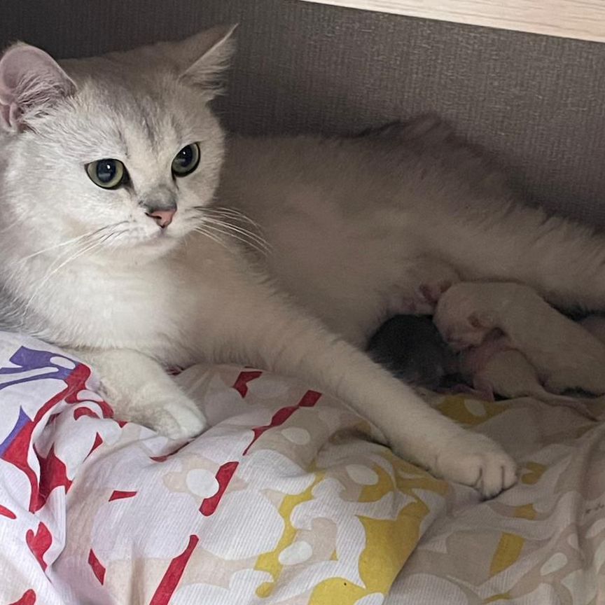 Котята мама: Британская шиншила, цвет серебро