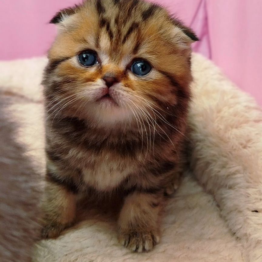 Шотландский вислоухий короткошёрстный котёнок