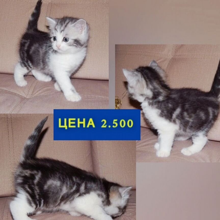 Шотландский котенок