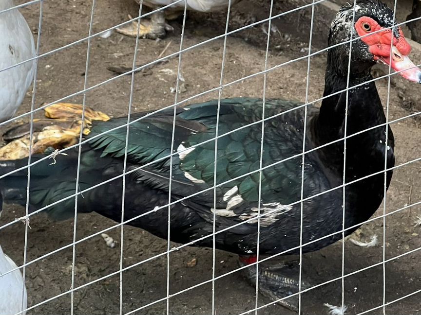 Утята индоутки