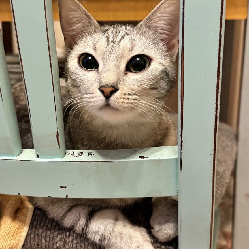 Кошечка в добрые руки