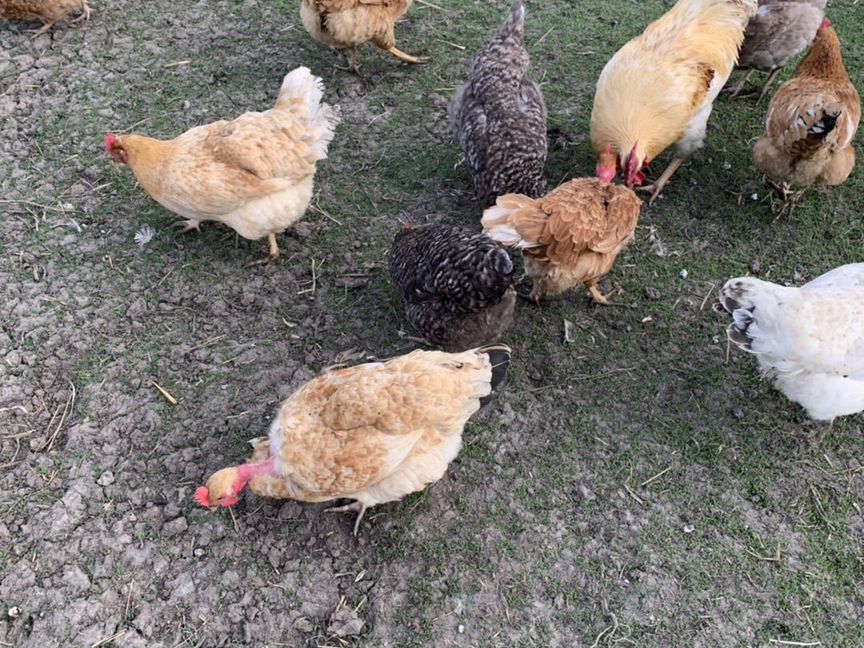 Куры молодые,несущки