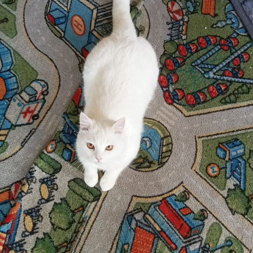 Одам годовалого кота, в добрые руки