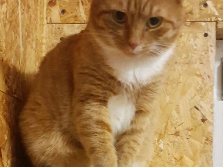 Кошки и котятки хотят жить