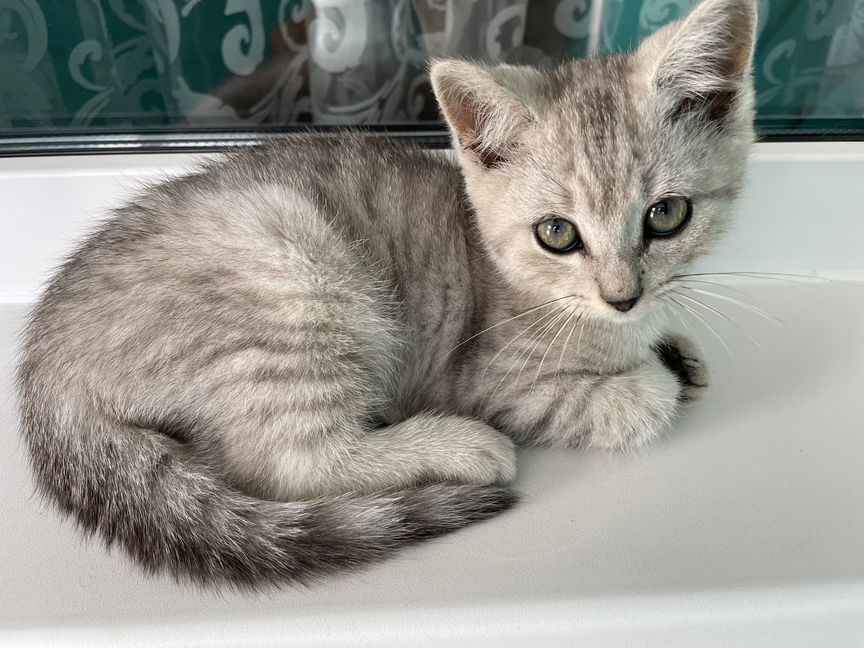 Британские котята