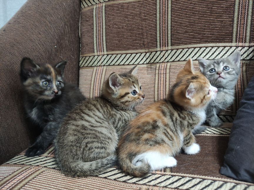 Котята в добрые руки