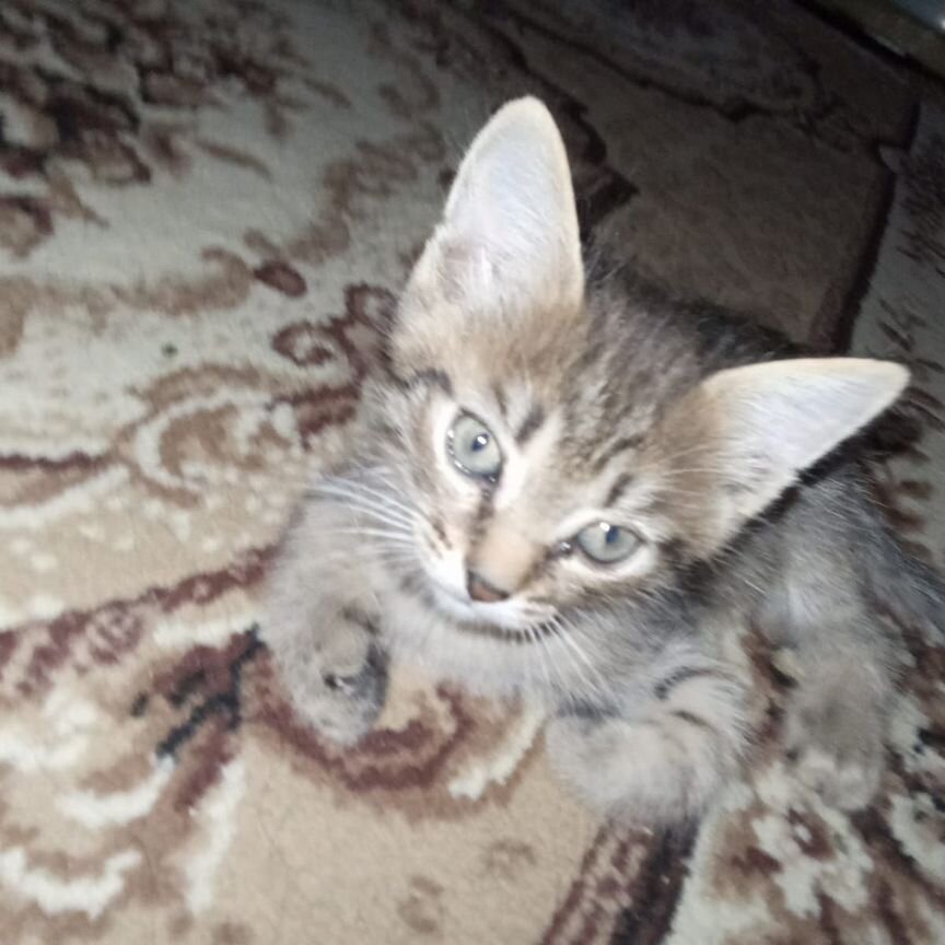 Котята в добрые руки бесплатно