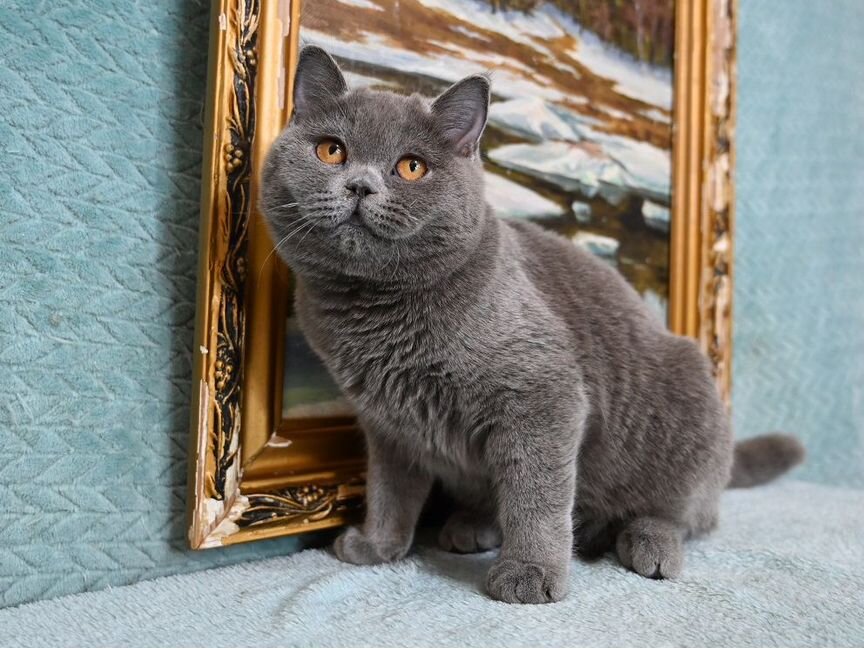 Голубая девочка