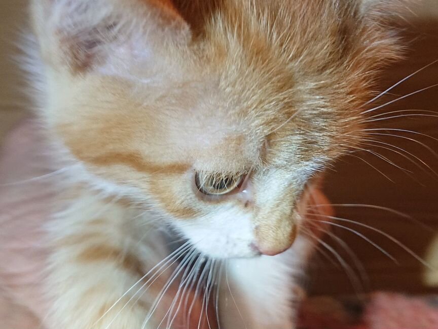 Котейка. Котейка. Котейка