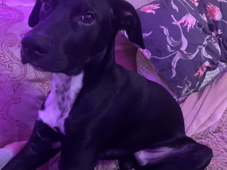 Долматинец