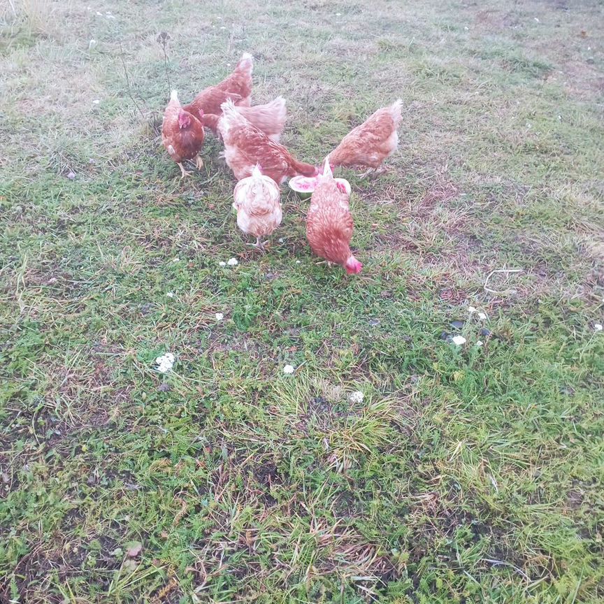 Куры несушки