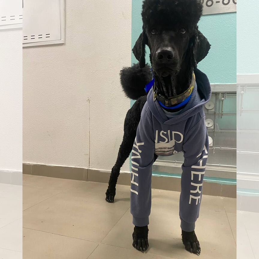 Пудель, взрослая собака