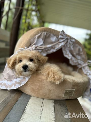 Мальтипу Мальчик метрика скор