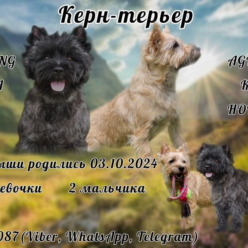 Щенки керн терьера