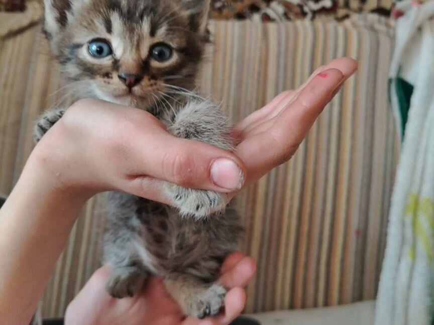 Котята в добрые руки