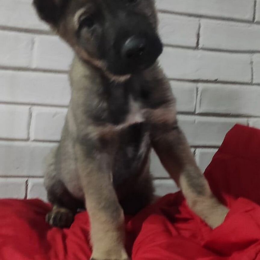 Щенок (кобель) 2.5 мес