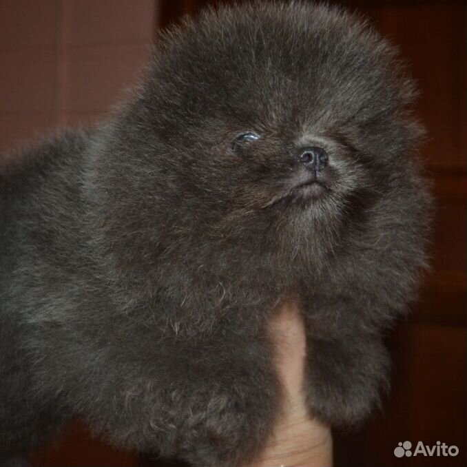 Шикарный голубой мальчик