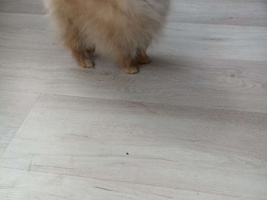 Померанский шпиц мини micro