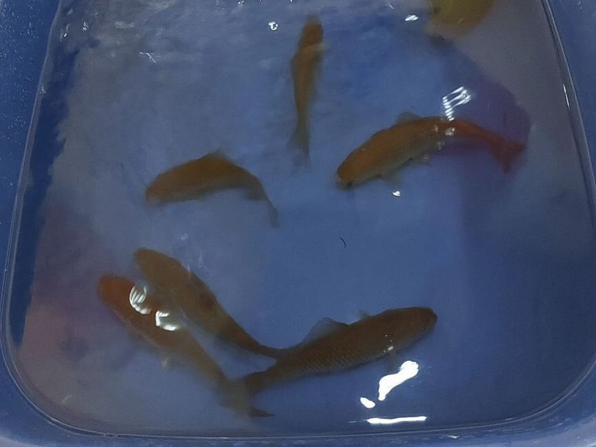 Живой карась