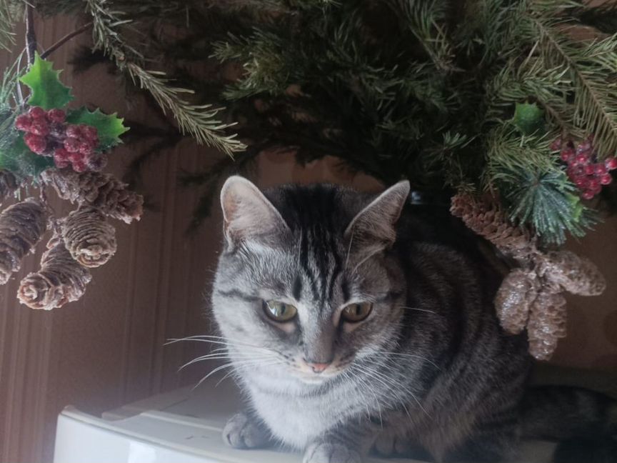 Отдам кошку в добрые руки, приученная ко всему