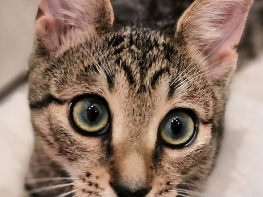 Котёнок в дар бесплатно