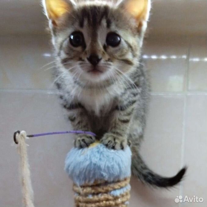 Котенок Таби девочка