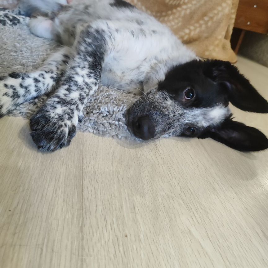 Срочнощенок в добрые руки