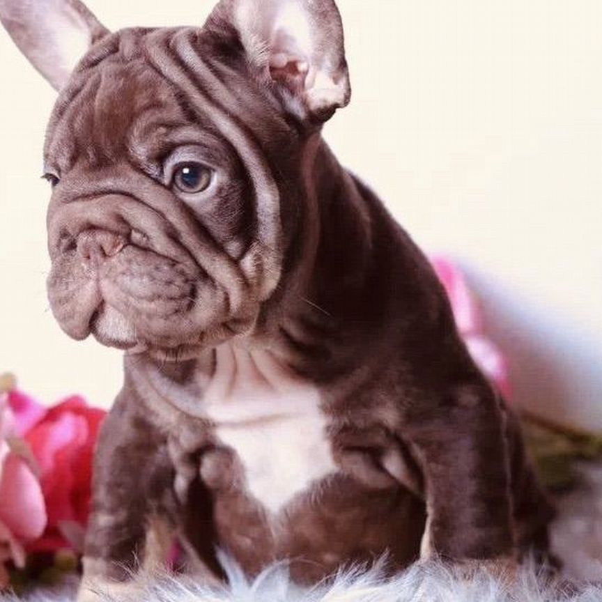 Французский бульдог, щенок