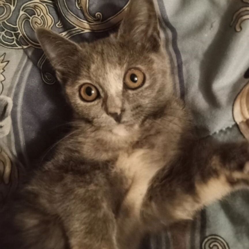 Котенок 2.5 мес ответственным людям