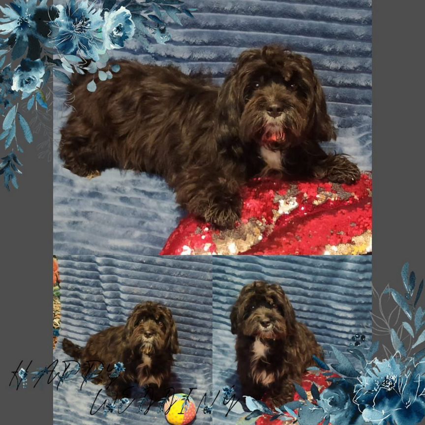 Черный Болончик