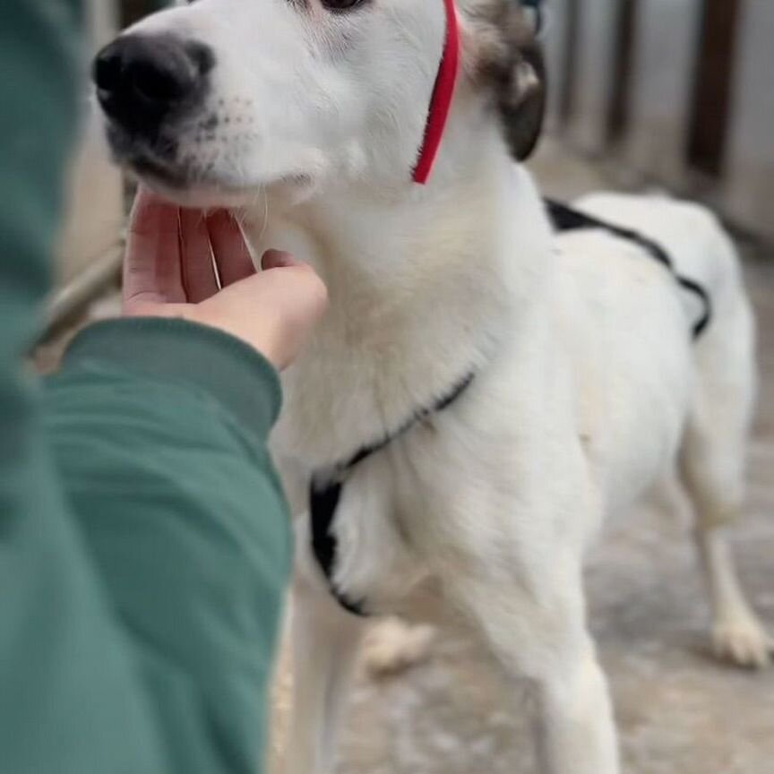 Юкки остался в приюте