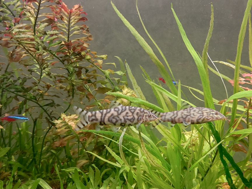 Аквариумные рыбки