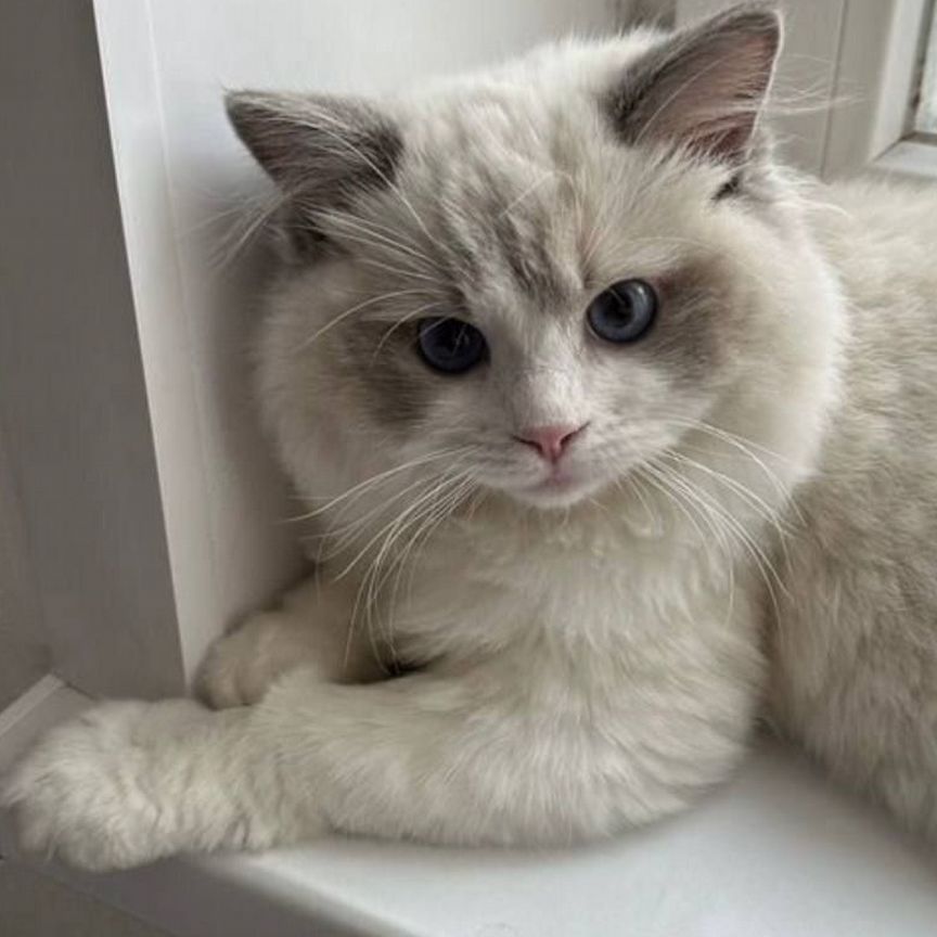 Котенок ragdoll мальчик, голубой bicolor