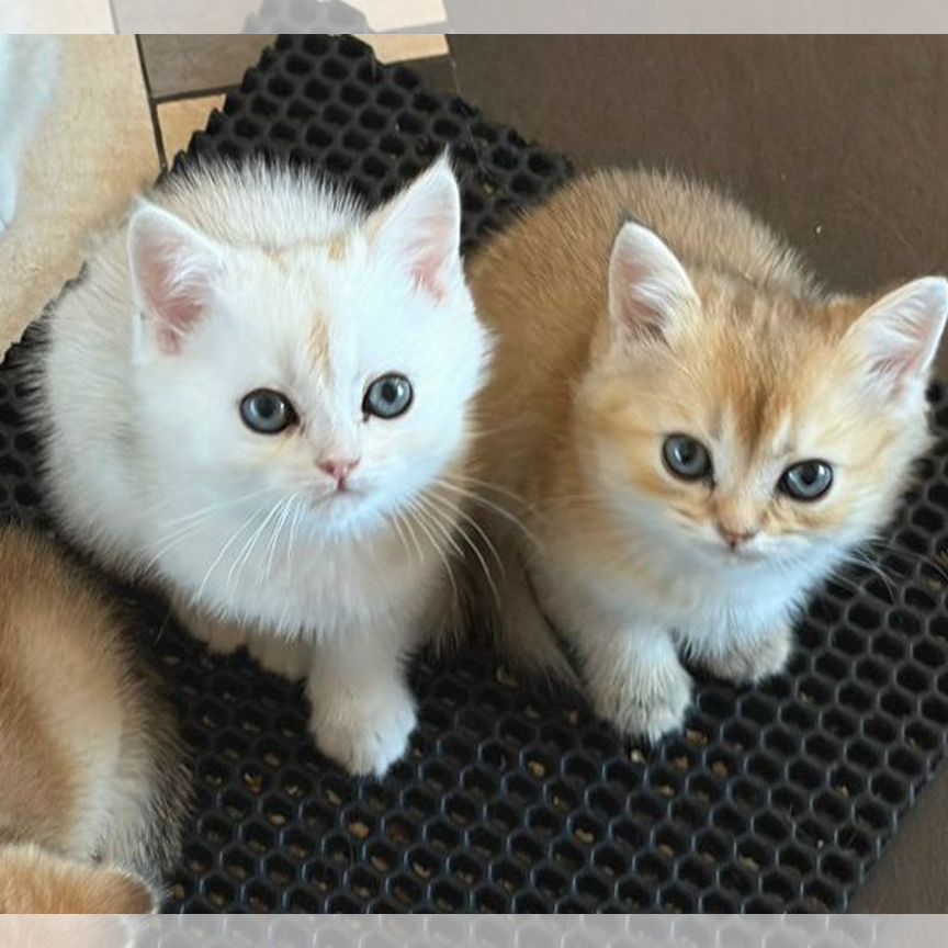 Британский короткошёрстный котёнок