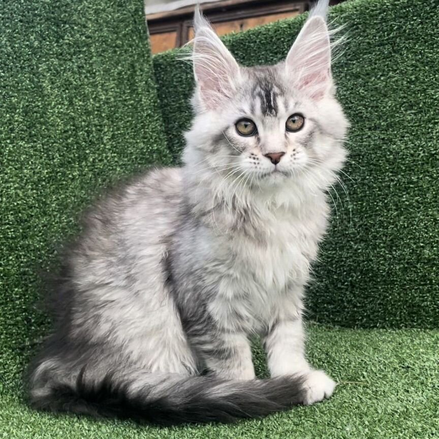 Котята мейн-кун